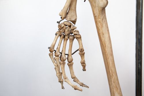 Antique Adam, Rouilly Articulated Skeleton (0923) | JonsBones ...