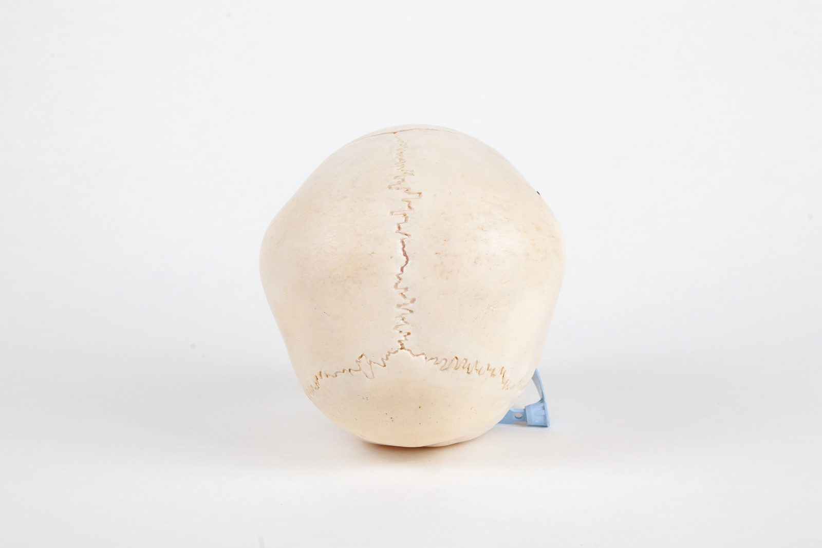 Uncut Pediatric Skull (0210) | JonsBones: Responsibly Sourced Human ...