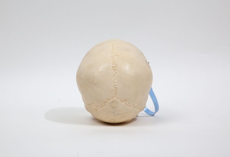 Adam, Rouilly Half-Skeleton Bone Box (0229) | JonsBones: Responsibly ...