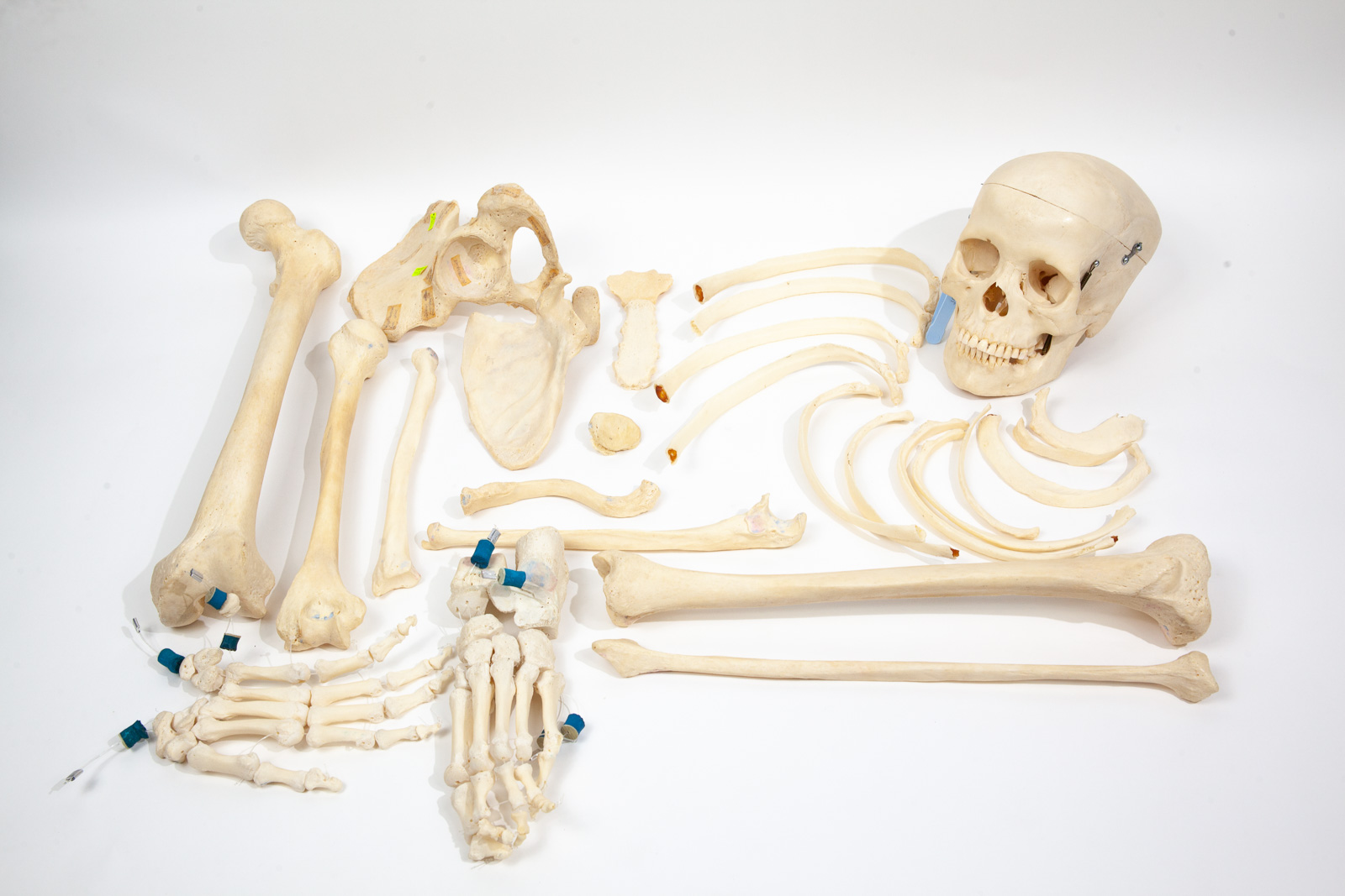 Adam, Rouilly Half-Skeleton Bone Box (0229) | JonsBones: Responsibly ...