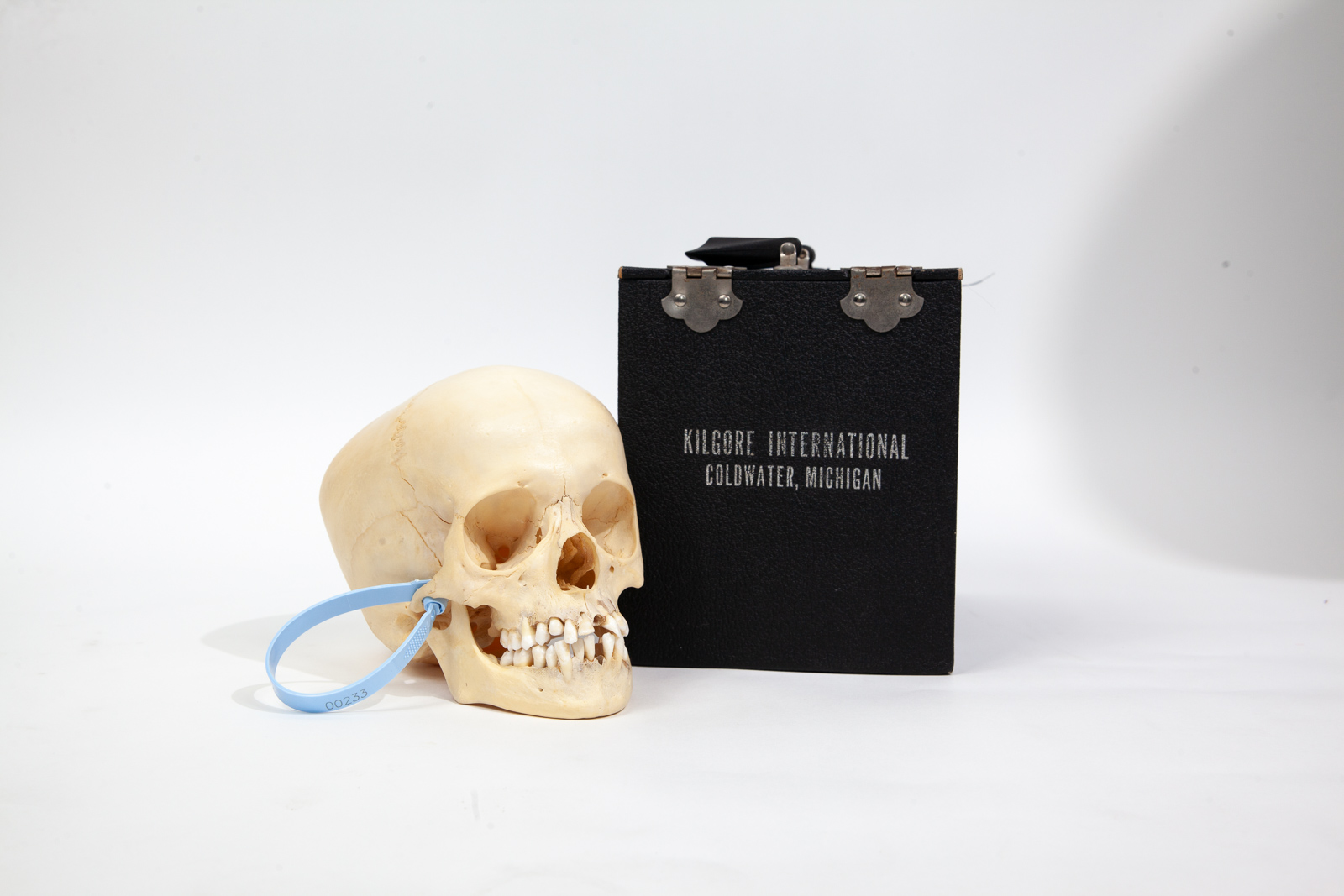 Kilgore Pediatric Skull (0233) | JonsBones: Responsibly Sourced Human ...