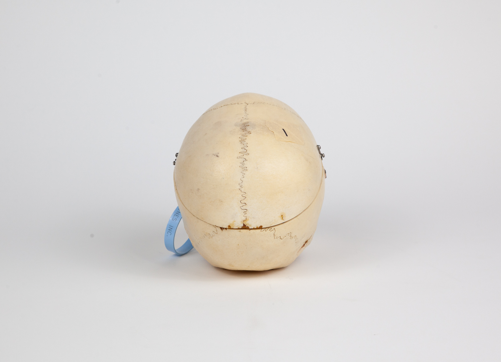 Pediatric Skull (0238) | JonsBones: Responsibly Sourced Human Osteology
