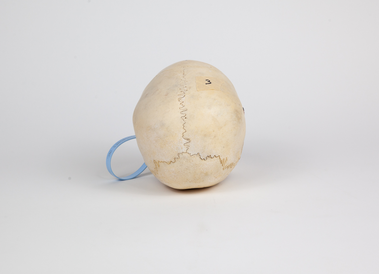 Pediatric Skull (0240) | JonsBones: Responsibly Sourced Human Osteology