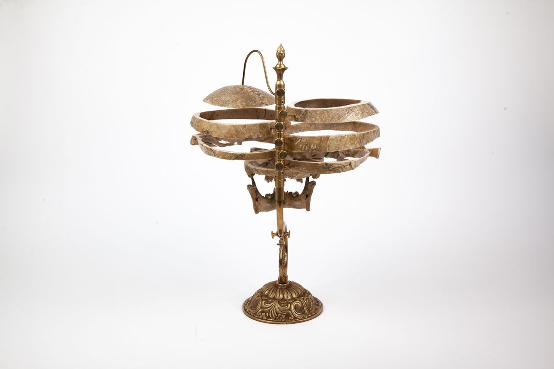 Sliced Exploded Skull | JonsBones: Responsibly Sourced Human Osteology