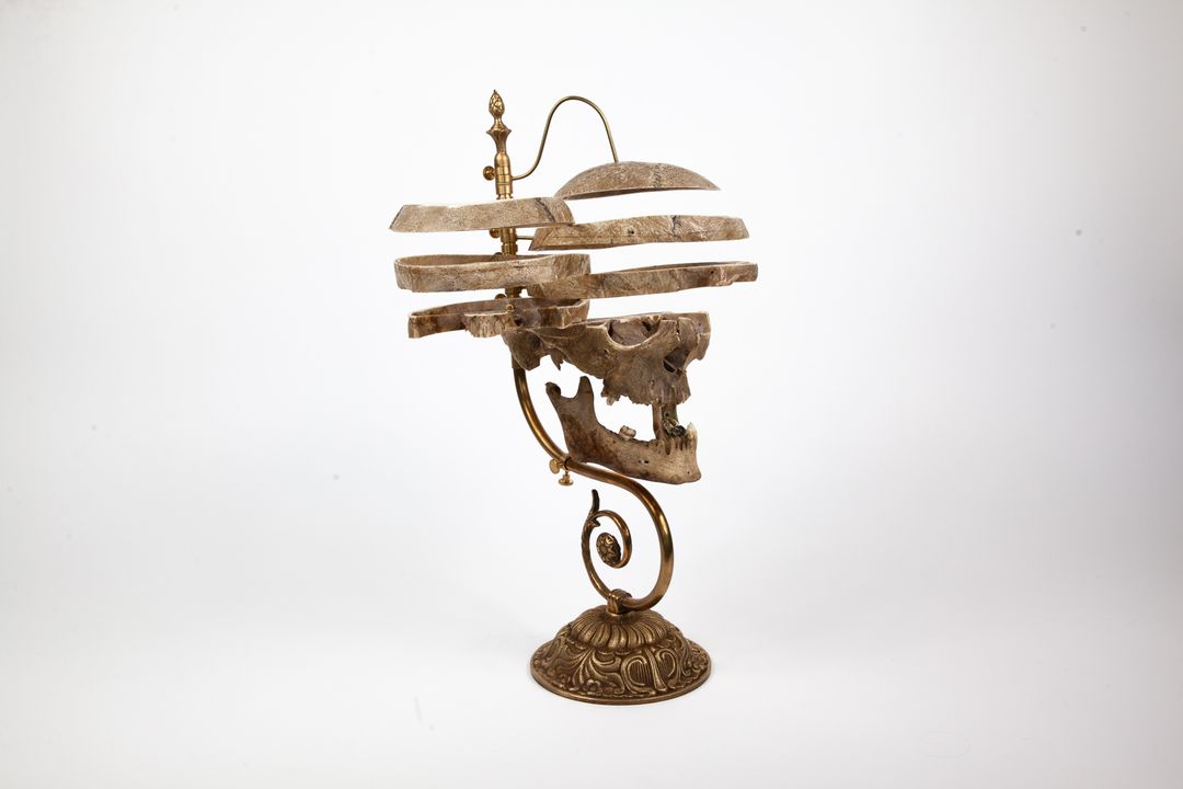 Sliced Exploded Skull | JonsBones: Responsibly Sourced Human Osteology