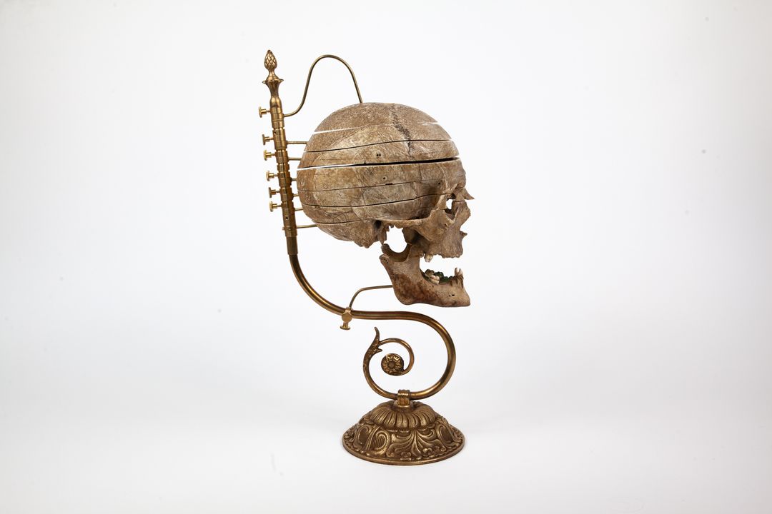 Sliced Exploded Skull | JonsBones: Responsibly Sourced Human Osteology