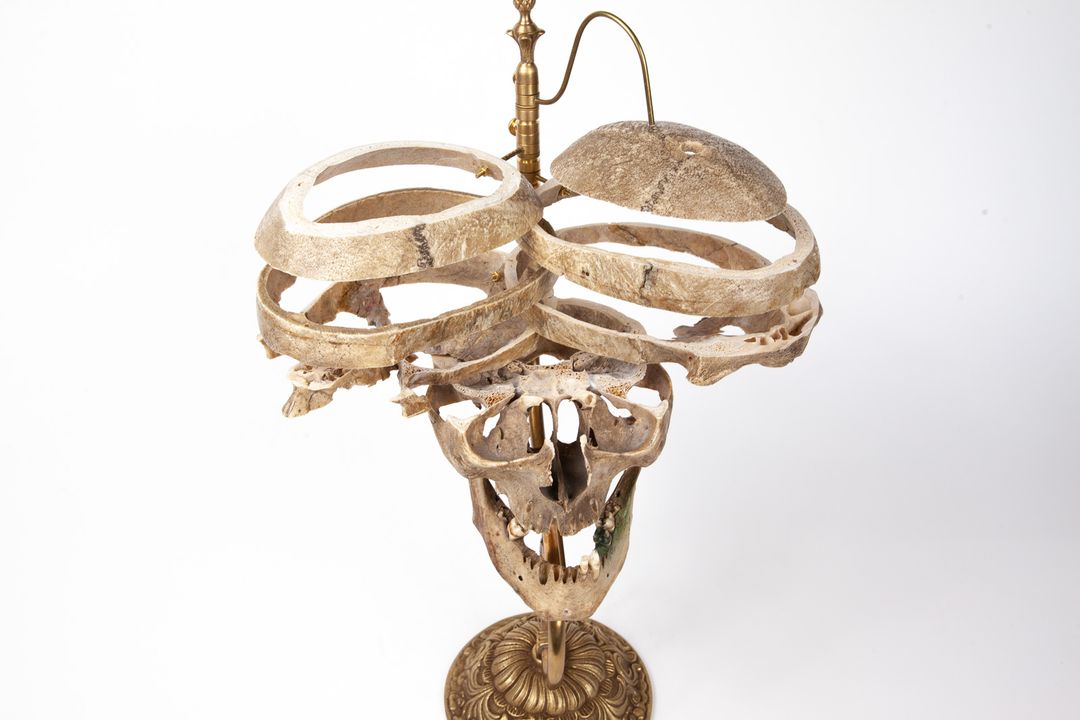 Sliced Exploded Skull | JonsBones: Responsibly Sourced Human Osteology