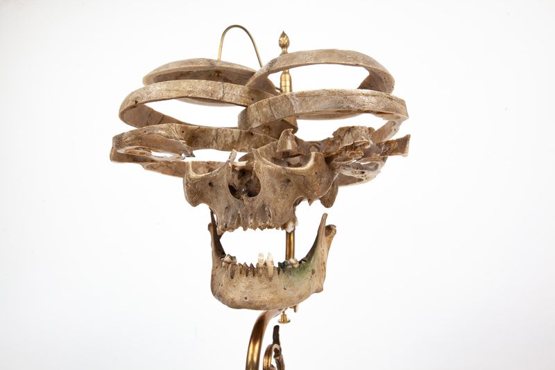 Sliced Exploded Skull | JonsBones: Responsibly Sourced Human Osteology