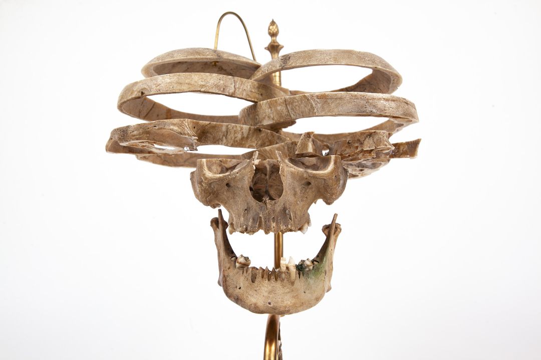 Sliced Exploded Skull | JonsBones: Responsibly Sourced Human Osteology