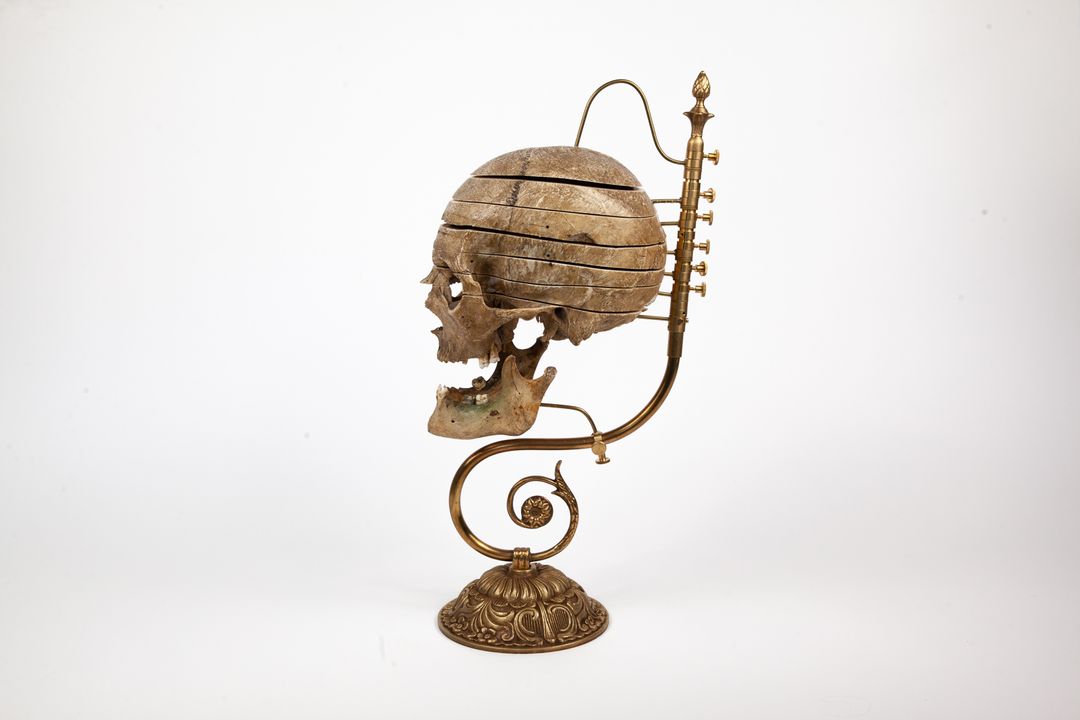 Sliced Exploded Skull | JonsBones: Responsibly Sourced Human Osteology