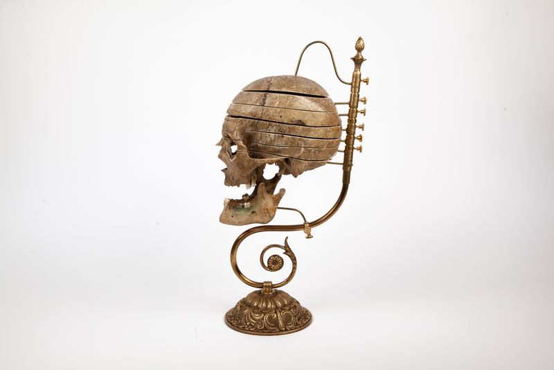 Sliced Exploded Skull | JonsBones: Responsibly Sourced Human Osteology