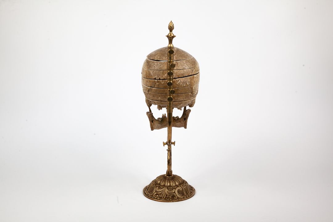 Sliced Exploded Skull | JonsBones: Responsibly Sourced Human Osteology