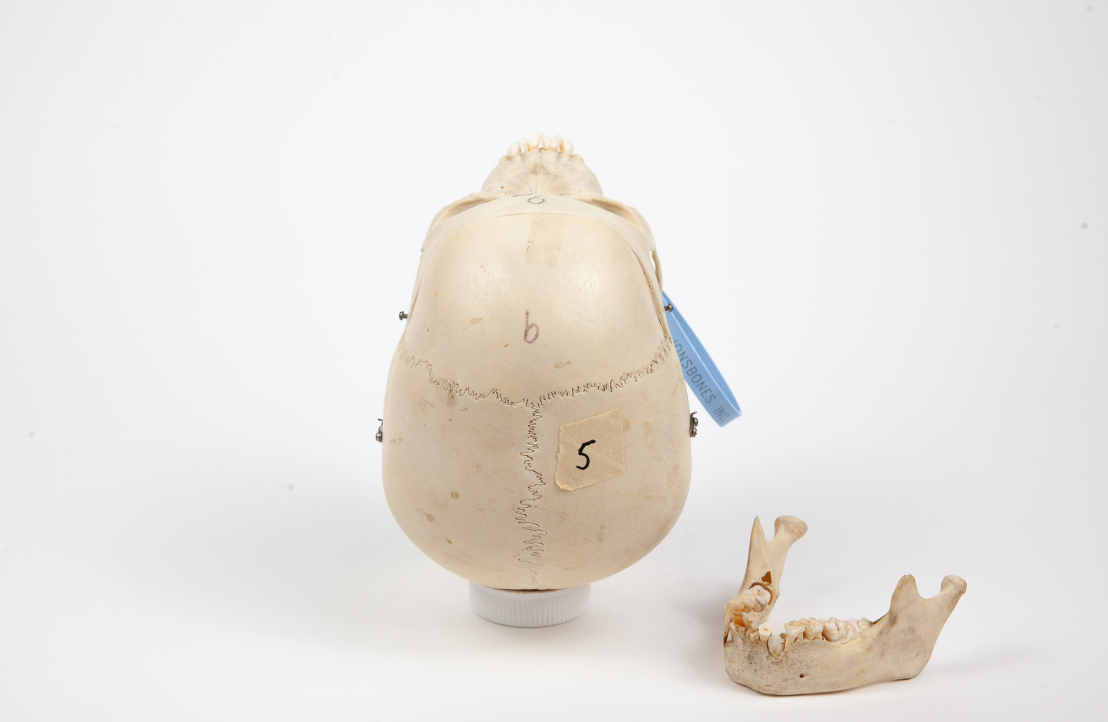 Pediatric Skull (0239) | JonsBones: Responsibly Sourced Human Osteology