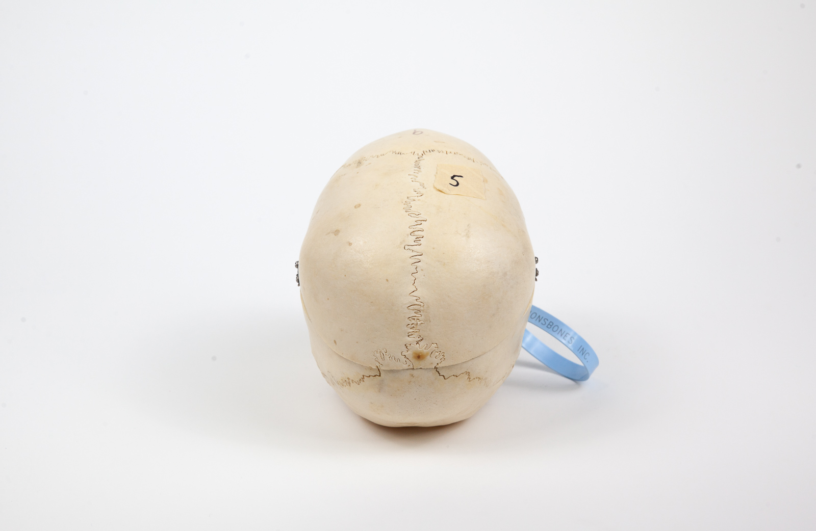 Pediatric Skull (0239) | JonsBones: Responsibly Sourced Human Osteology