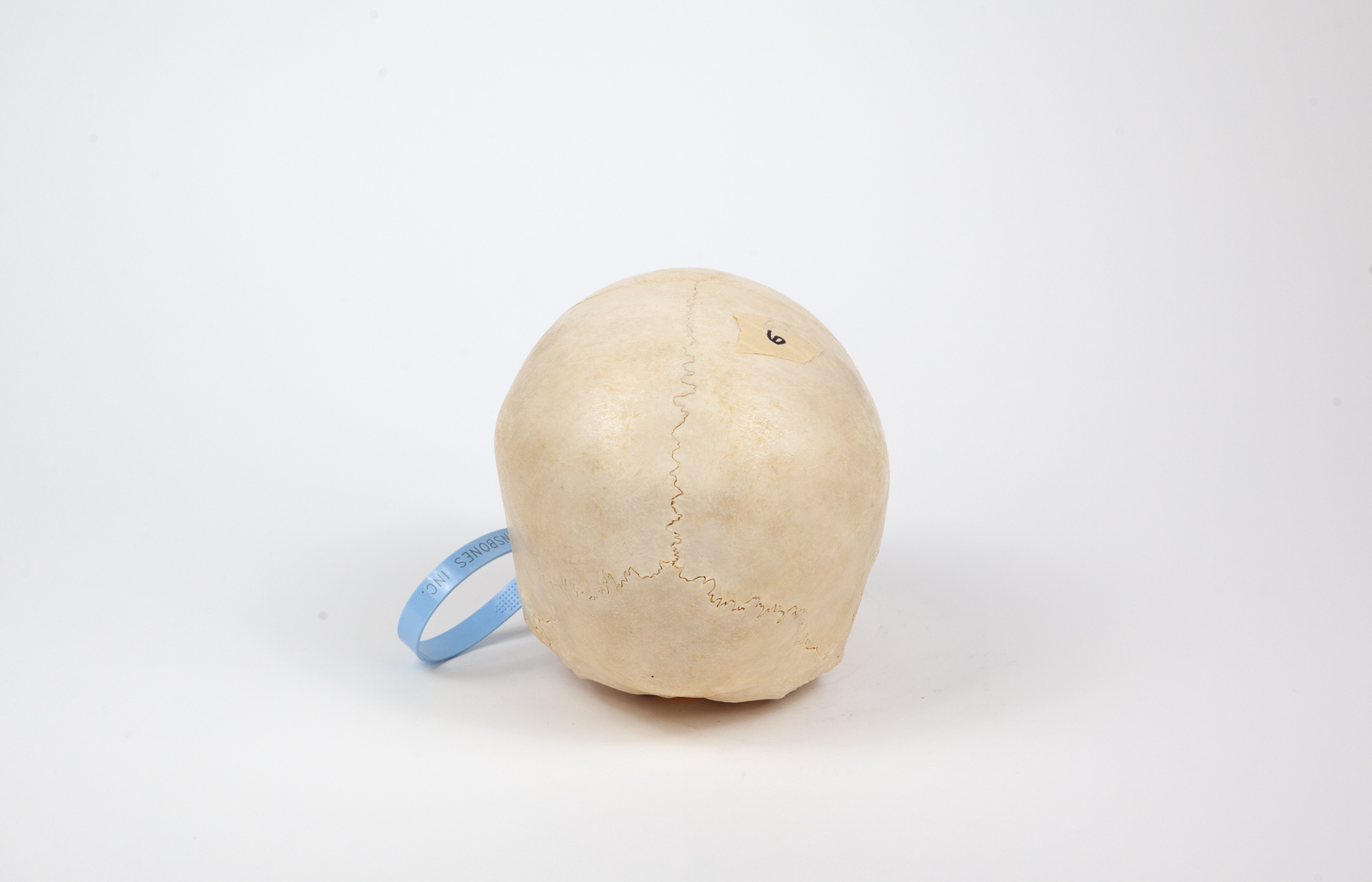 Uncut Pediatric Skull (0248) | JonsBones: Responsibly Sourced Human ...