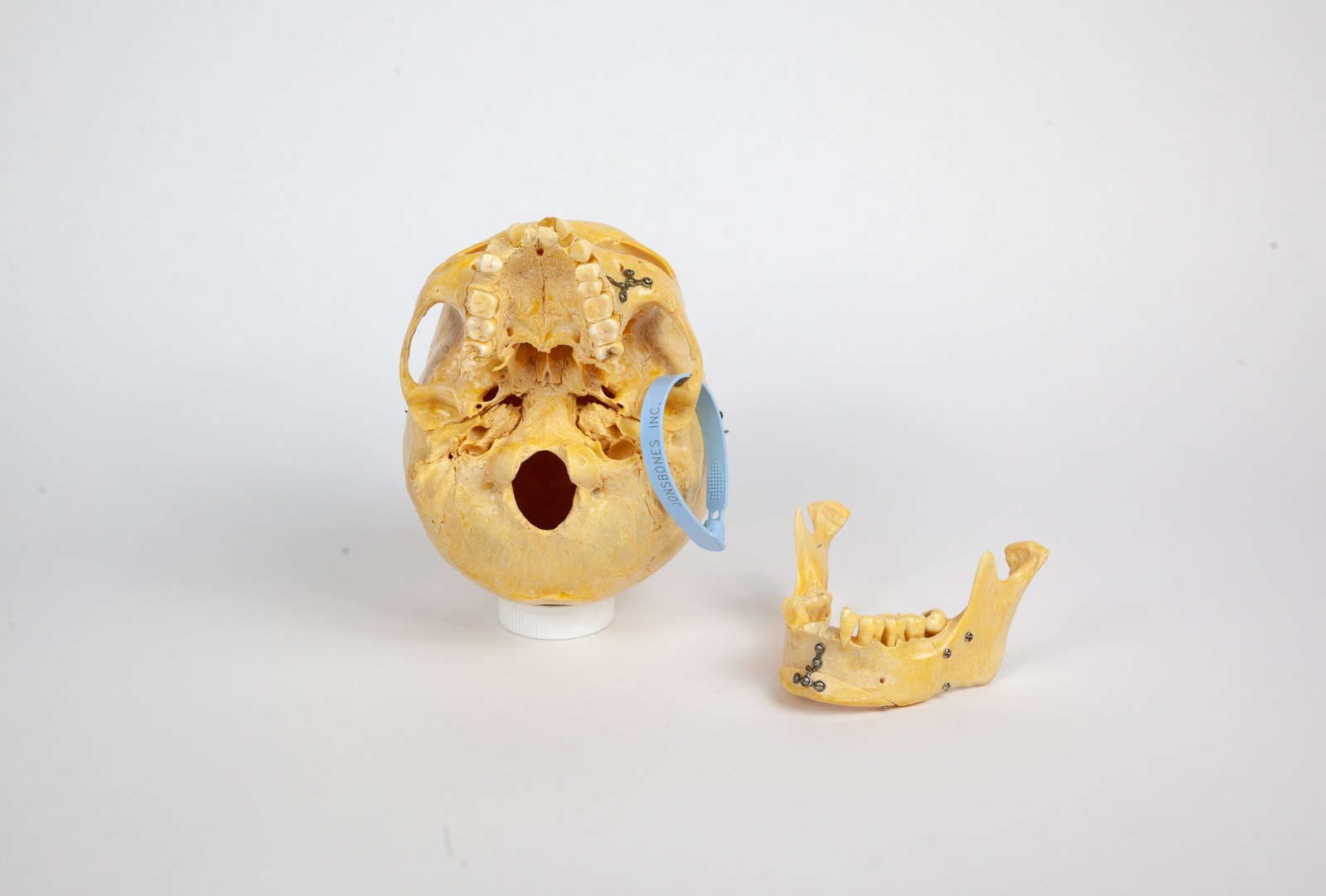 Skull with Facial Reconstruction (0249) | JonsBones: Responsibly ...