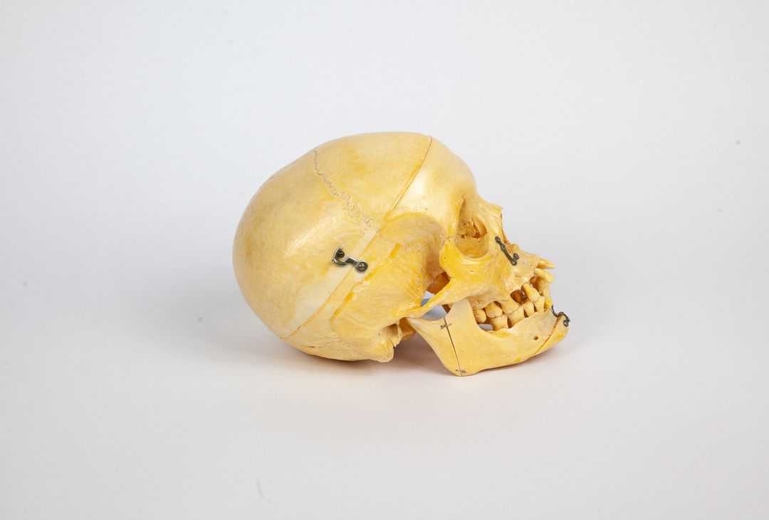 Skull with Facial Reconstruction (0249) | JonsBones: Responsibly ...