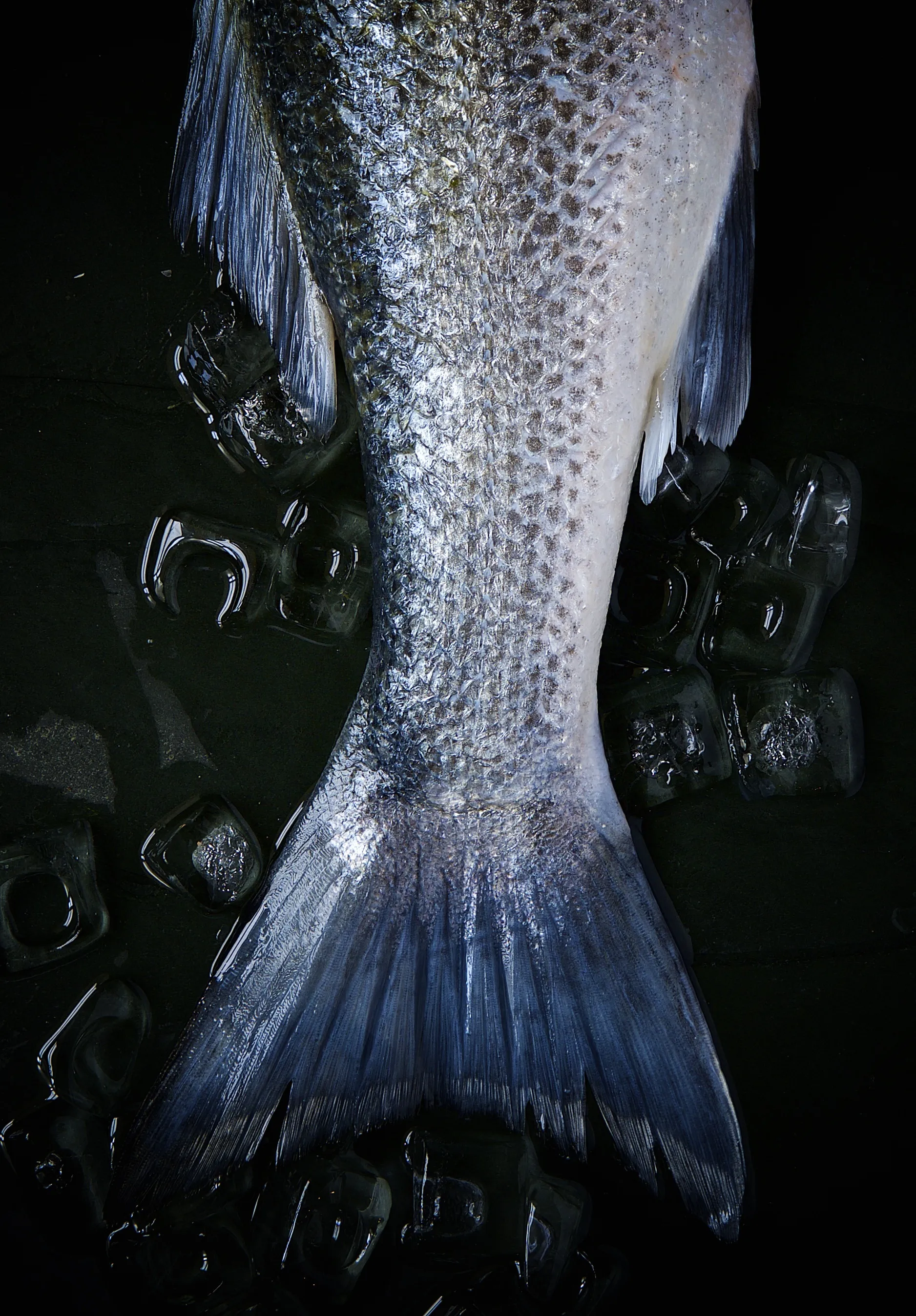 The Pelican Seafood Restaurant - Paphos, Cyprus