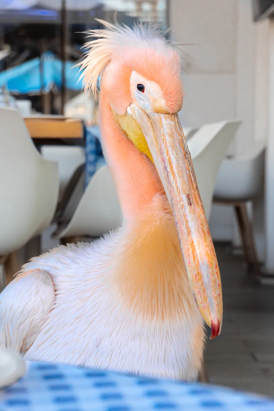 The Pelican Seafood Restaurant - Paphos, Cyprus