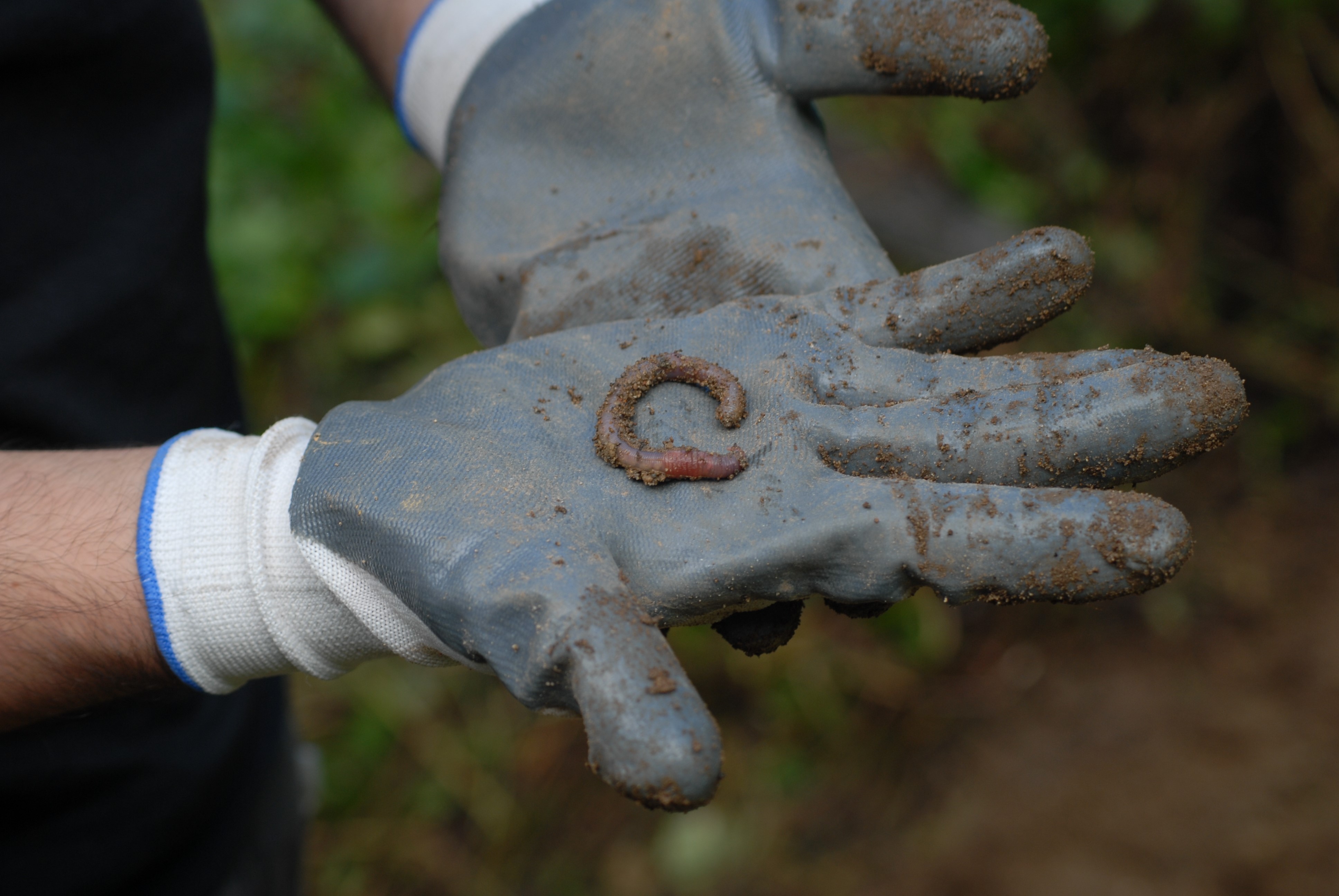 Collaboration: Extreme earthworms, living at the volcano’s edge