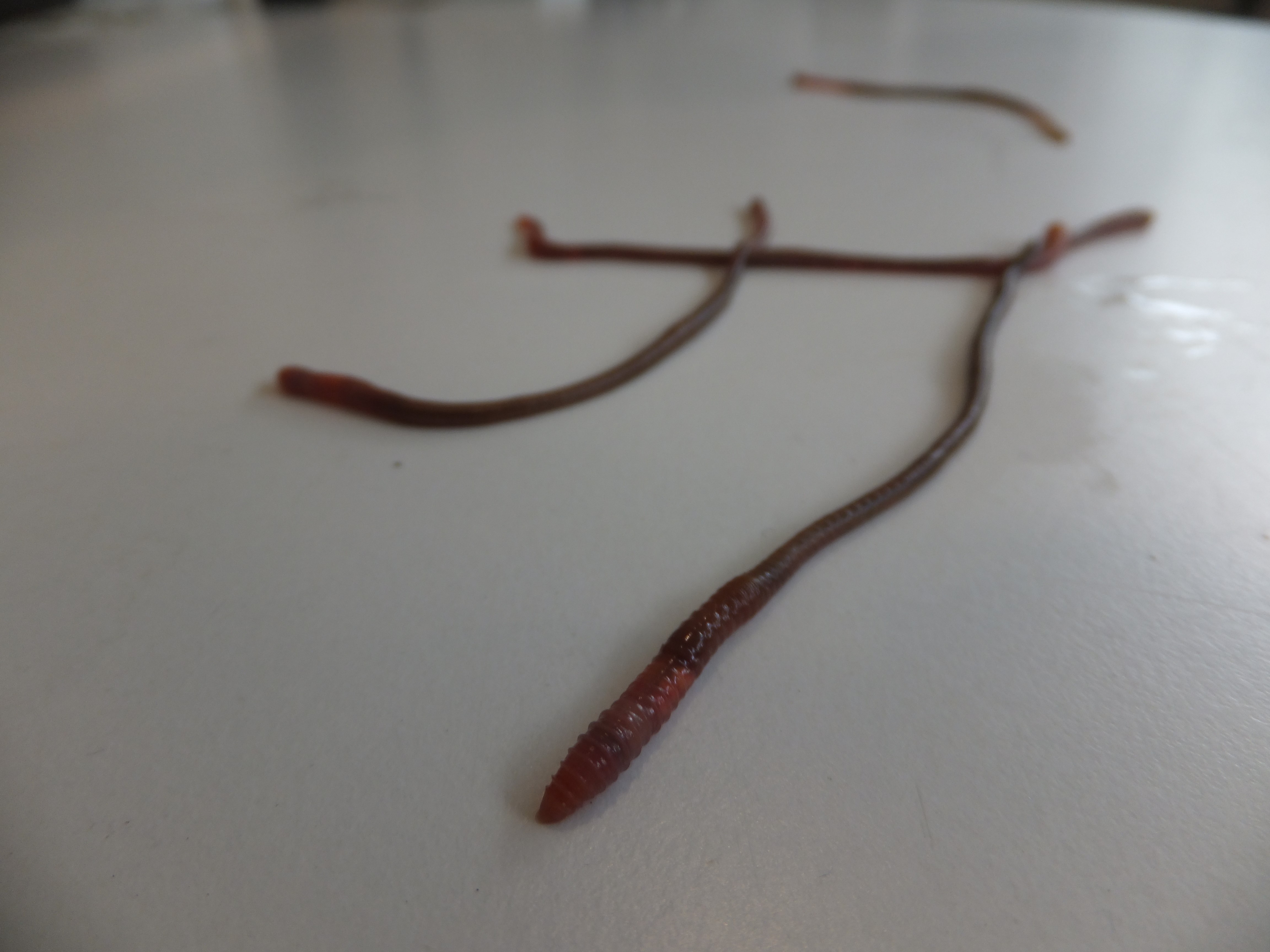 Collaboration: Extreme earthworms, living at the volcano’s edge