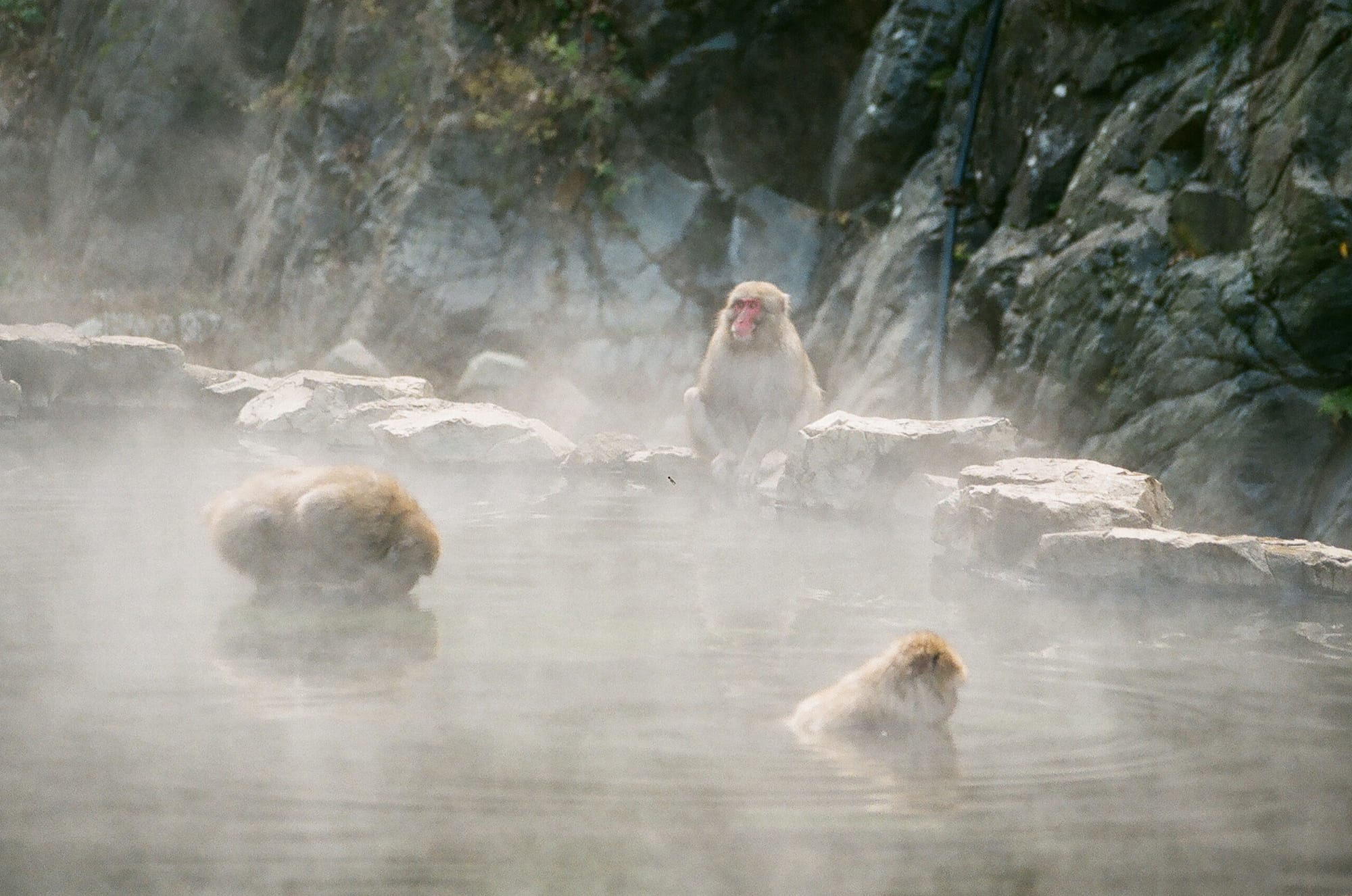Interview: Primatologists shed light on quirky behaviors of Japanese ...