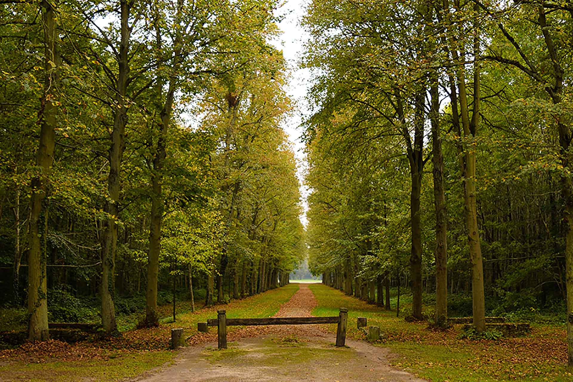 Desire paths and customer-centric product development