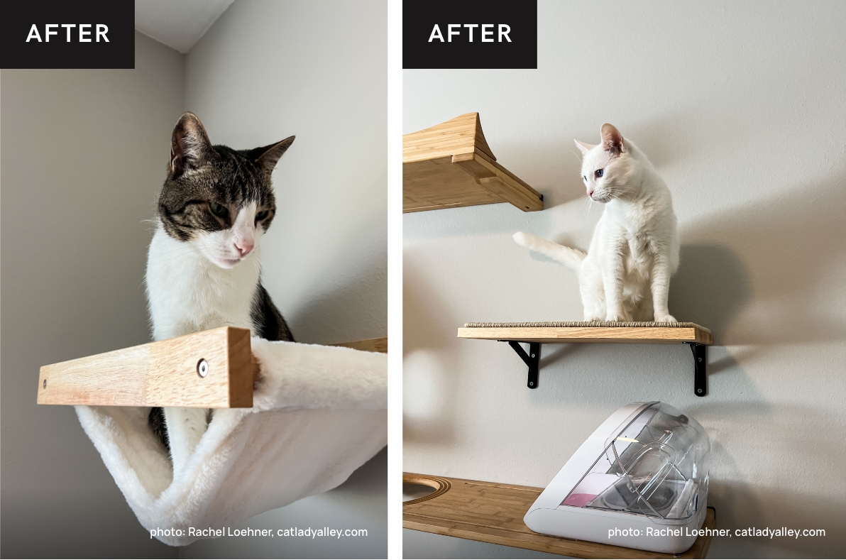 Cat-friendly Shelf Design for a Multi-Cat Room