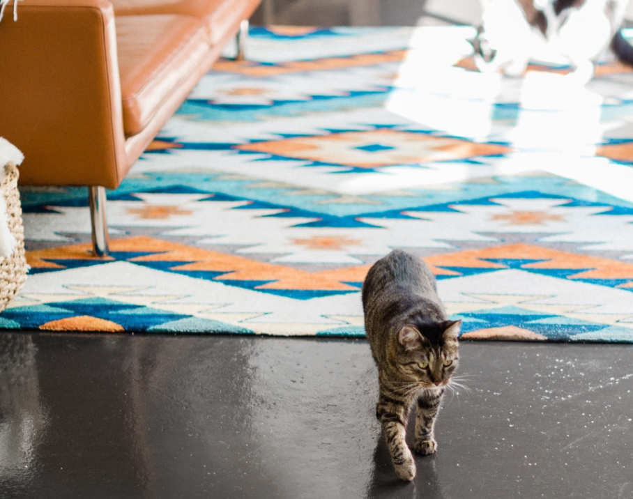 Cat Therapy | Cat-Friendly Interior Design Tips