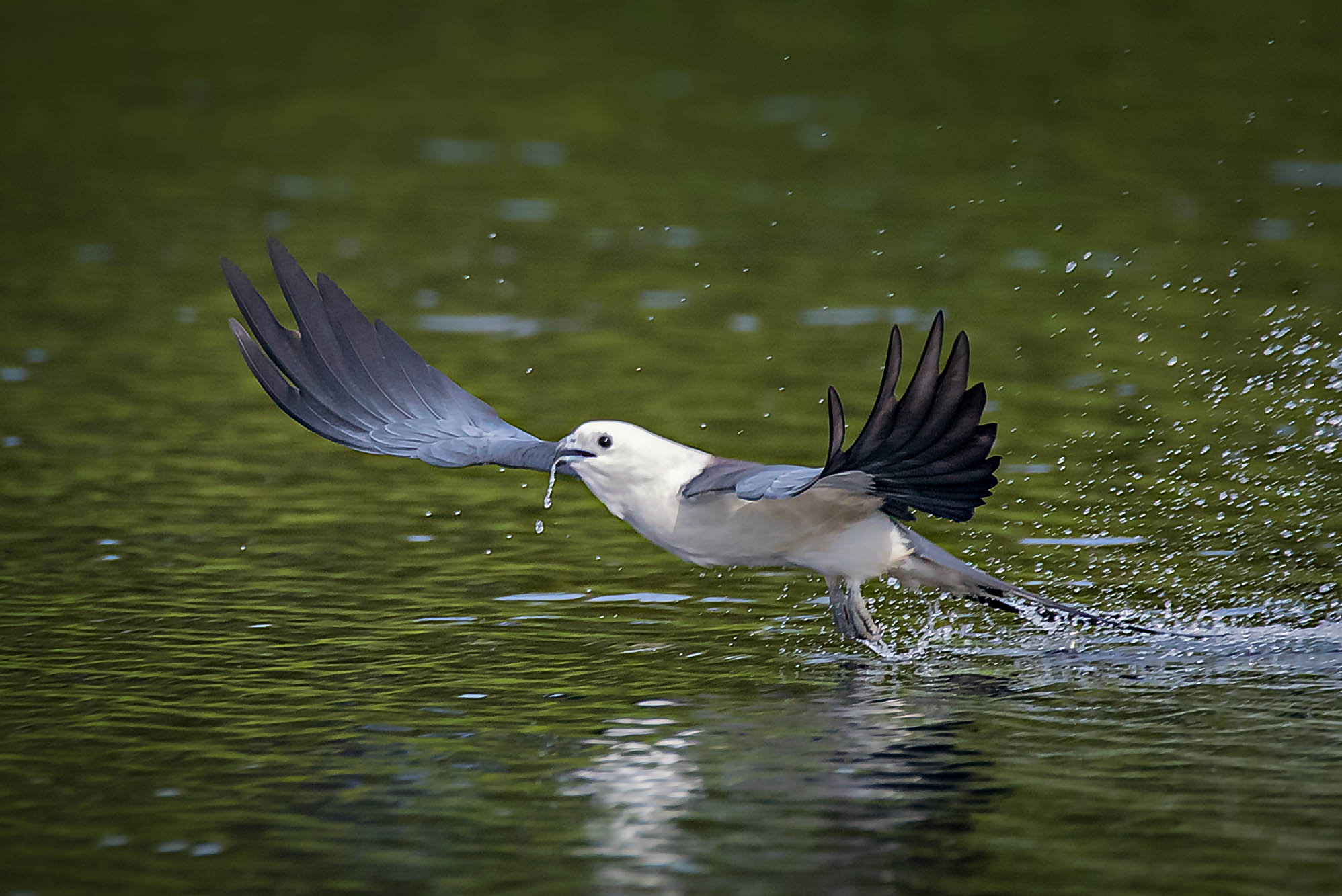 Jim Robellard's Birds of Southwest Florida