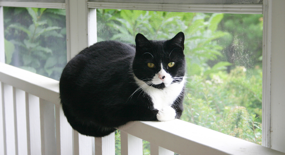 10 Custom Home Features of your Pet's Dream Home | Tennessee National Blog