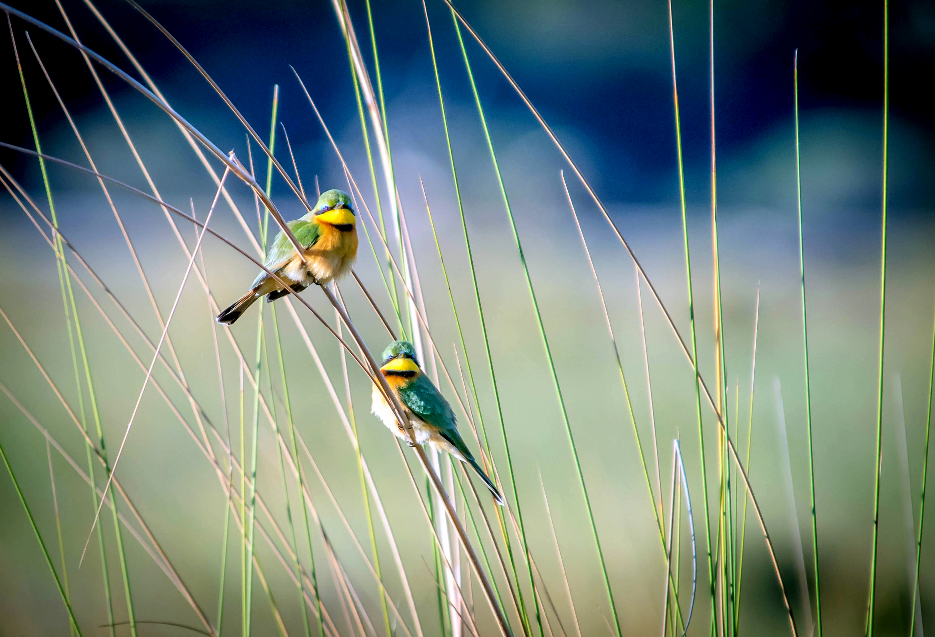 Dr. Amanda Stronza | Research & Conservation