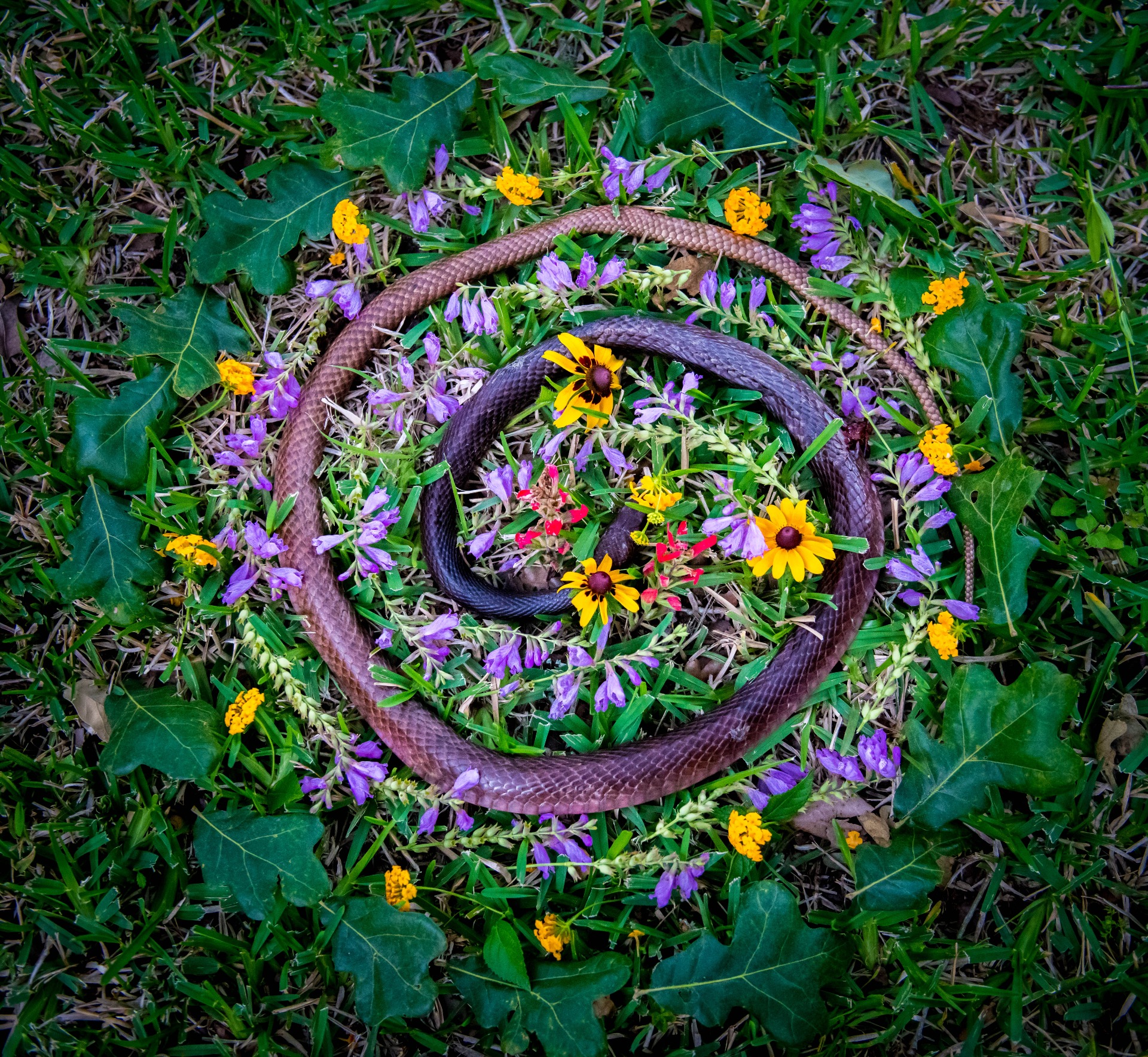 Dr. Amanda Stronza | Passions