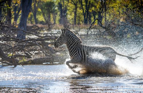 Dr. Amanda Stronza | Research & Conservation
