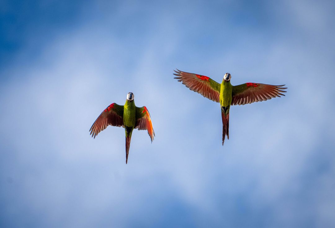 Dr. Amanda Stronza | Research & Conservation