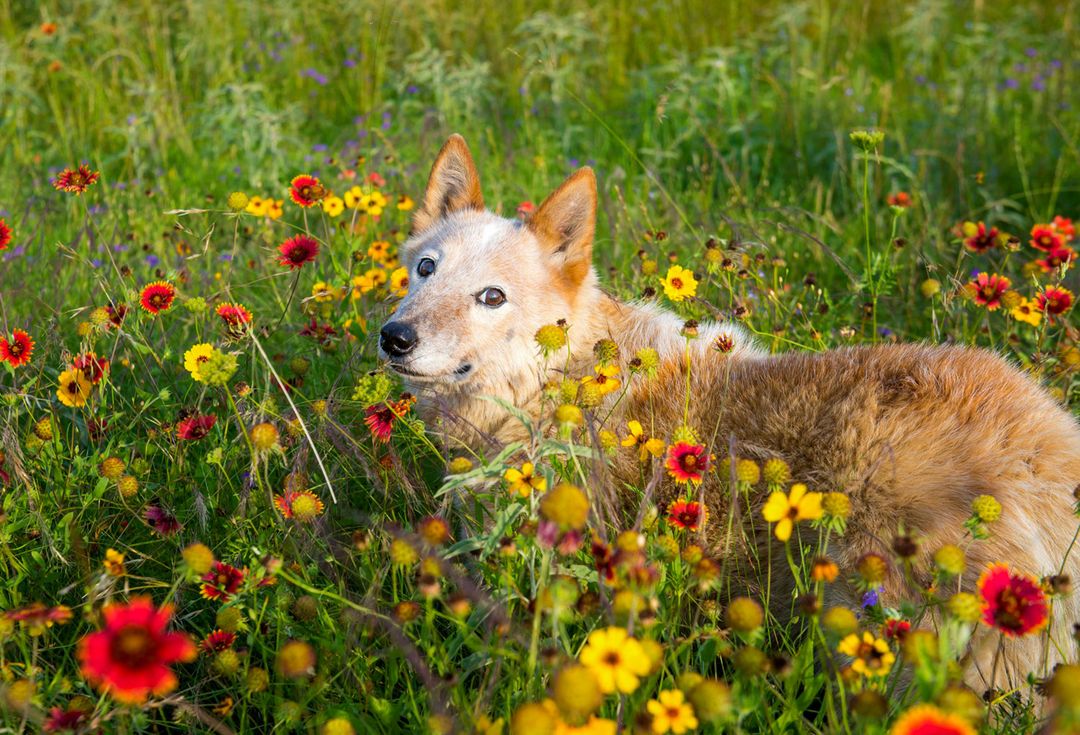 Dr. Amanda Stronza | Passions