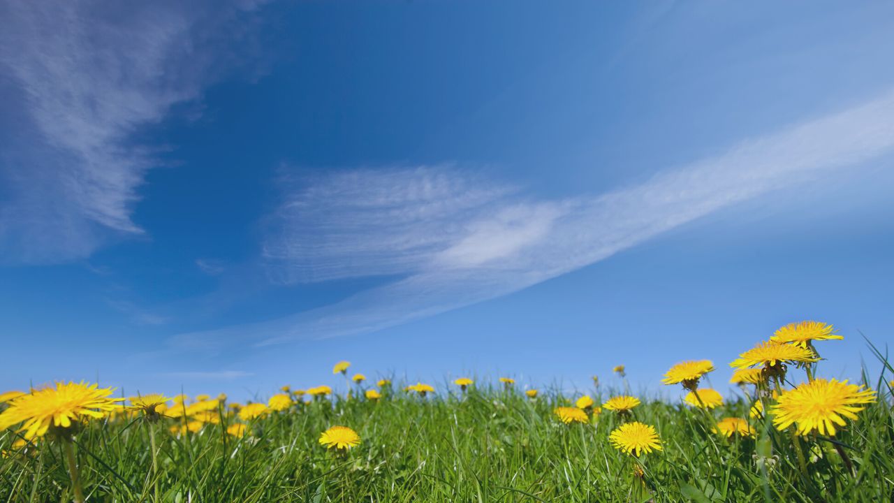 Searching for the best spring Zoom background? You’ve come to the right ...