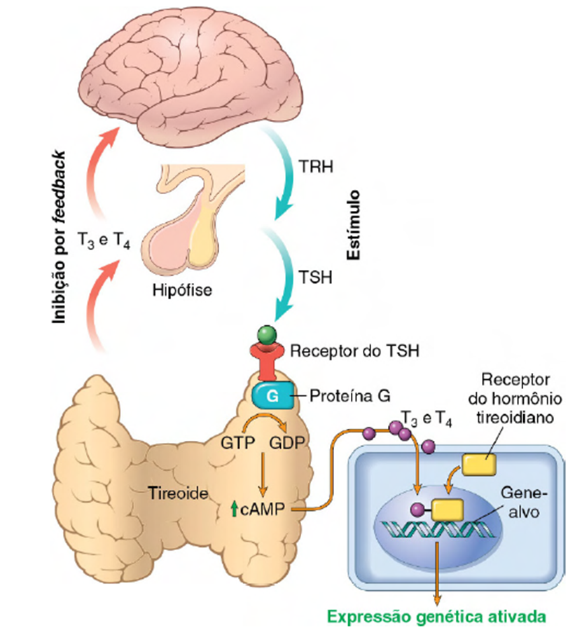 Endocrinologia: Hipotireoidismo: causas, sintomas e diagnóstico