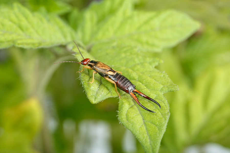 What Do Earwigs Eat? Diet of Invasive Pests - Zunex Pest Control