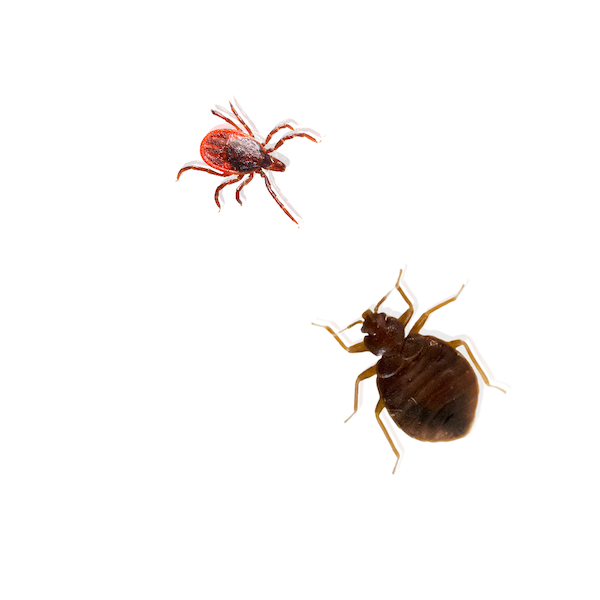 Tick vs. Bed Bug Infestations: Top Differences - Zunex Pest Control