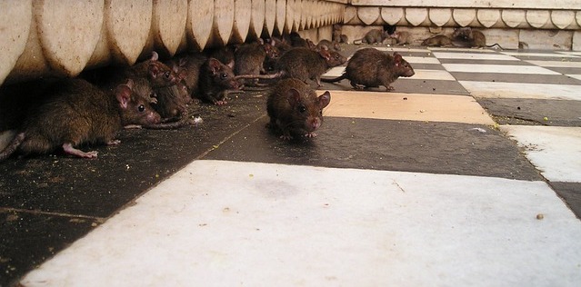 Identifying Norway Rat Droppings - Zunex Pest Control