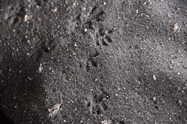 How to Identify Rat Footprints in Your Home - Zunex Pest Control