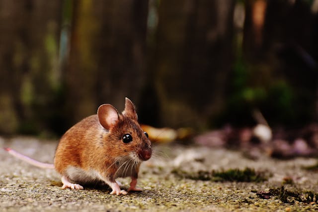 Deer Mouse vs. House Mouse Infestations - Zunex Pest Control