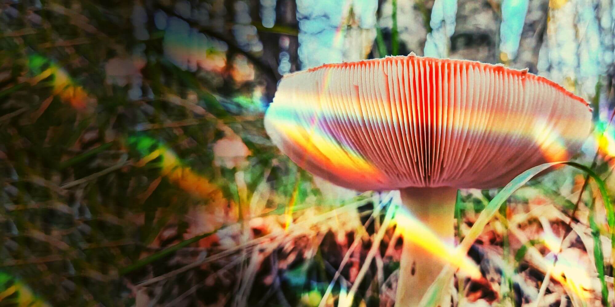Esalen Digital | Microdosing: The Safe, Surprising, and Emerging ...