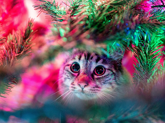 Clay Humane - Clay County Humane Society in Orange Park, Florida