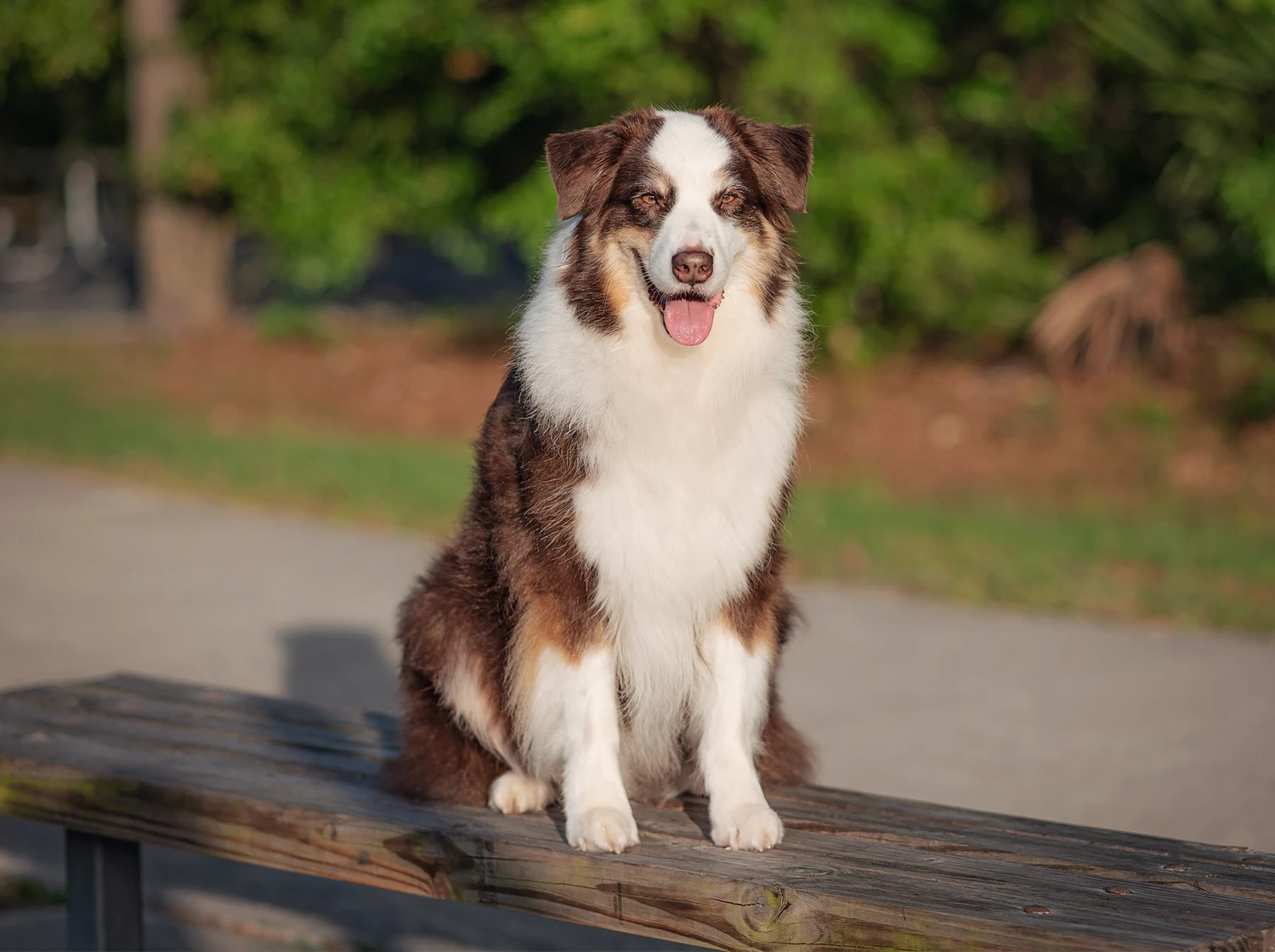 Clay Humane - Clay County Humane Society in Orange Park, Florida