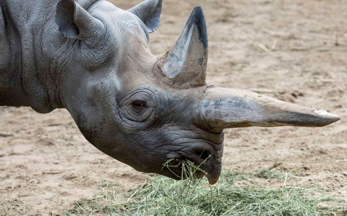 Cel mai bătrân exemplar de rinocer negru din lume a murit la vârsta de ...