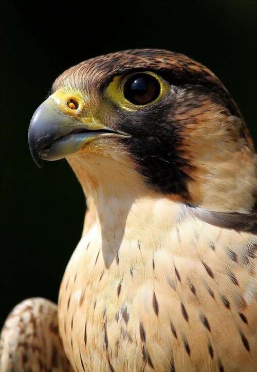 The History of Falconry in Morocco - The Moorish Times