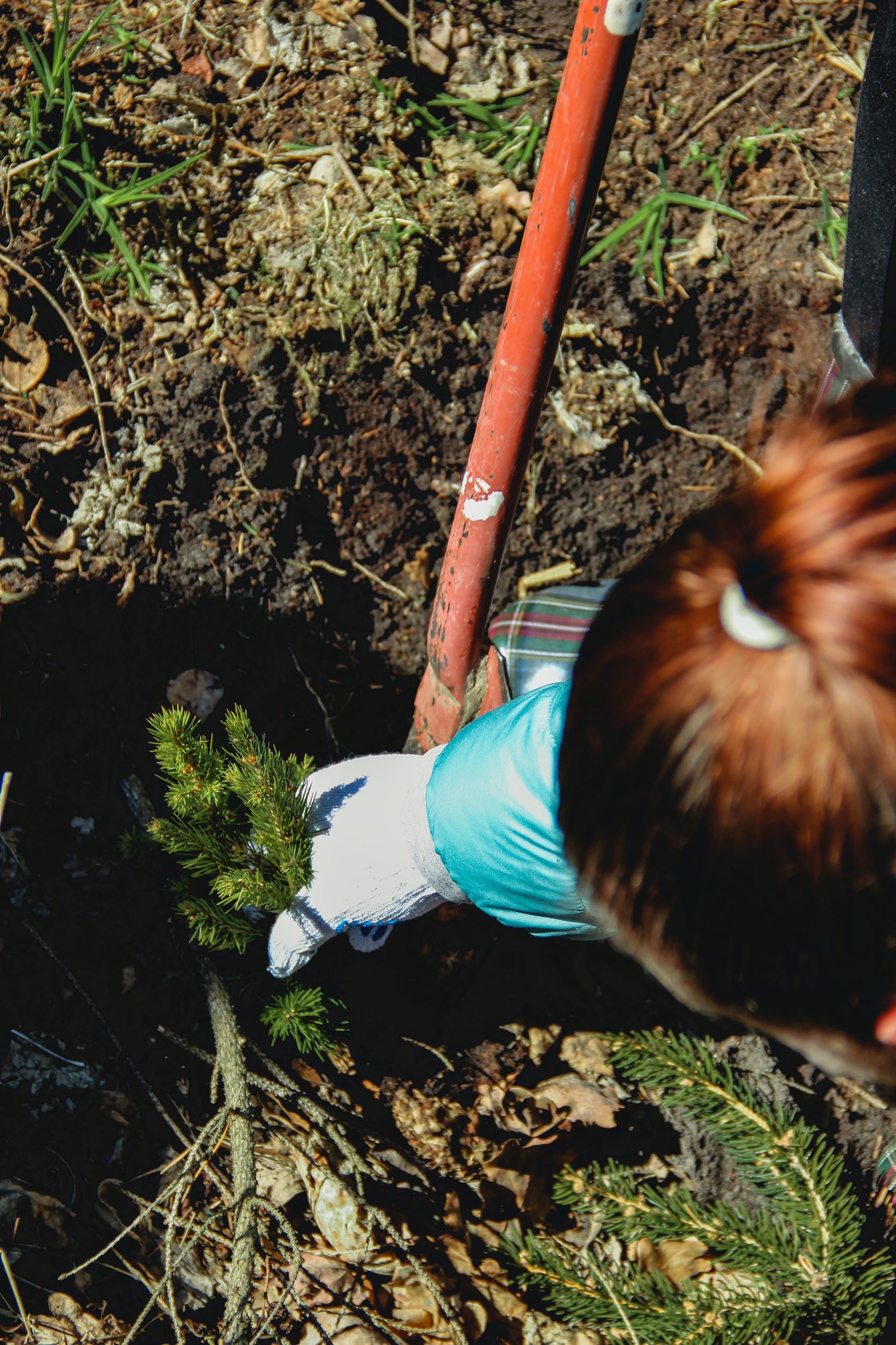 The multiple benefits of tree planting