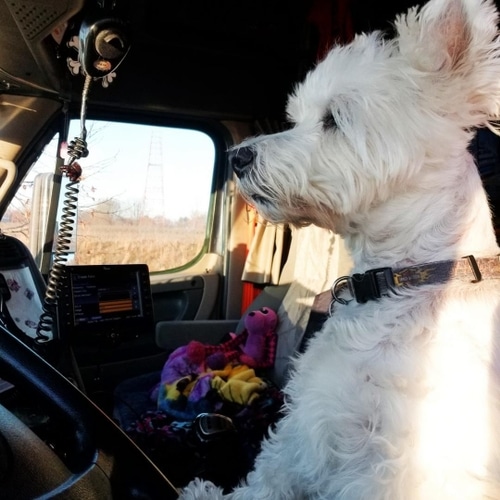 Truck Driving Jobs at Dart - Driving 4 Dart